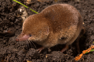Pygmy shrew | The Wildlife Trusts